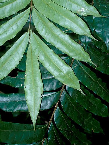 Simaba | Live Plant Photos | The Field Museum