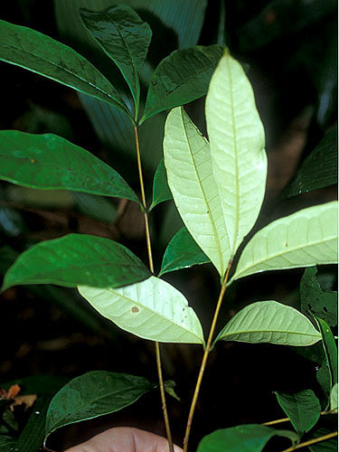 Simaba | Fotos de Campo | The Field Museum