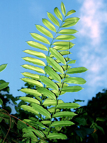 Simaba | Fotos de Campo | The Field Museum