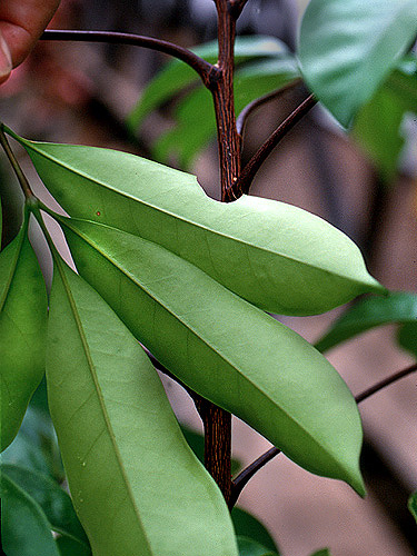 Simaba | Live Plant Photos | The Field Museum