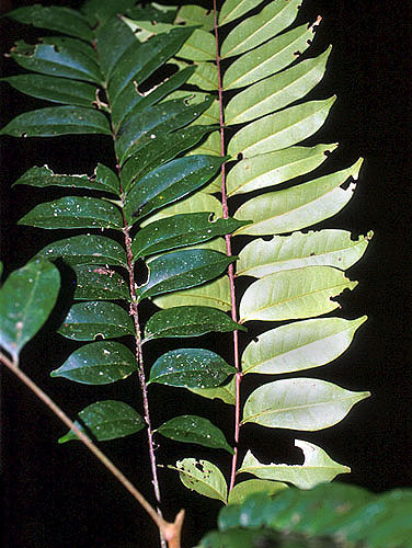 Simaba | Fotos de Campo | The Field Museum