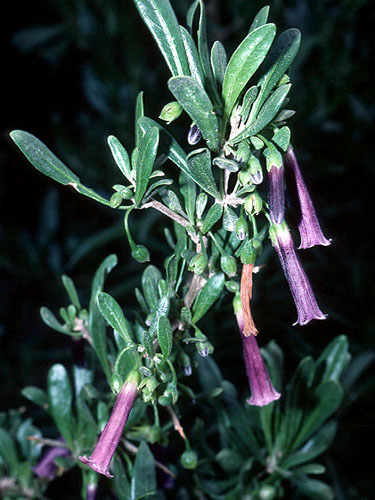 Dunalia | Fotos de Campo | The Field Museum