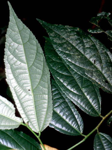 Guazuma ulmifolia | Fotos de Campo | The Field Museum