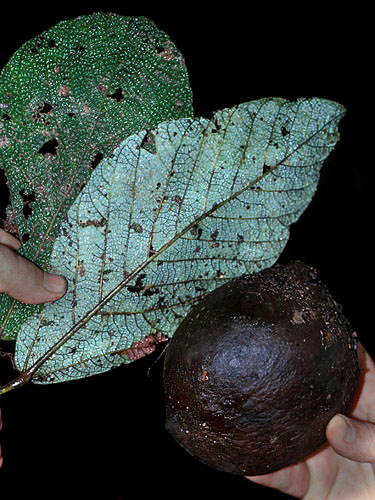 Sterculia | Fotos de Campo | The Field Museum