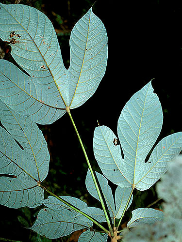 Sterculia | Live Plant Photos | The Field Museum