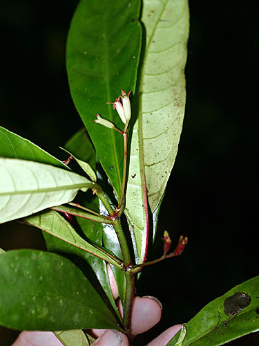 Neea | Live Plant Photos | The Field Museum
