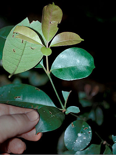 Neea oppositifolia | Fotos de Campo | The Field Museum