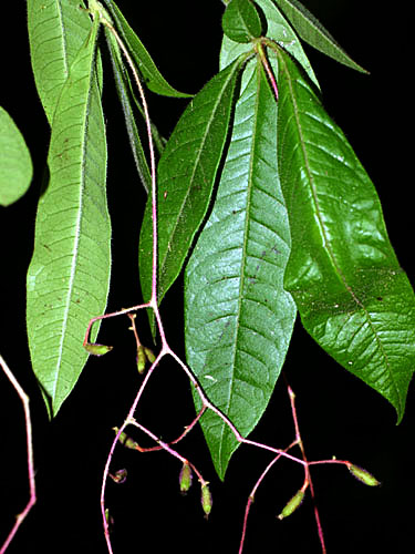 Neea hirsuta | Live Plant Photos | The Field Museum