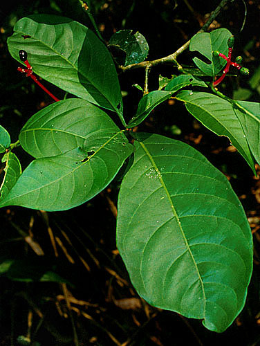 Neea | Fotos de Campo | The Field Museum