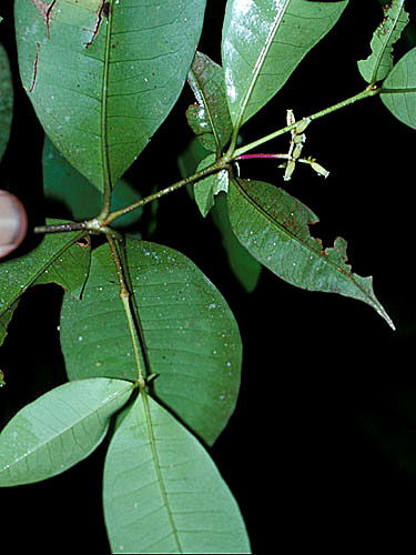 Neea oppositifolia | Fotos de Campo | The Field Museum