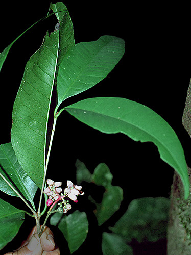 Neea | Fotos de Campo | The Field Museum