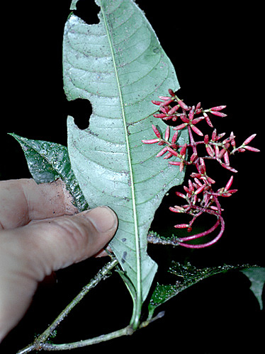 Neea | Fotos de Campo | The Field Museum