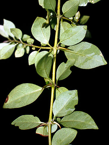 Pisonia aculeata | Live Plant Photos | The Field Museum