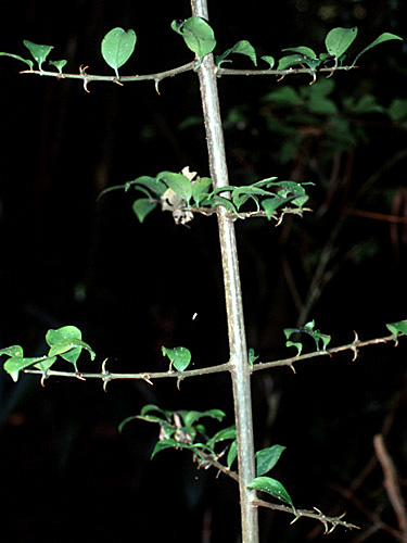 Pisonia aculeata | Live Plant Photos | The Field Museum