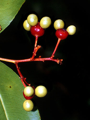Ouratea nitida | Live Plant Photos | The Field Museum