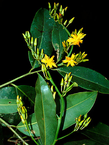 Ouratea | Fotos de Campo | The Field Museum