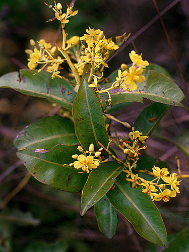 Ouratea | Live Plant Photos | The Field Museum