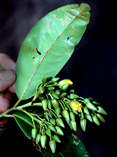 Ouratea | Live Plant Photos | The Field Museum