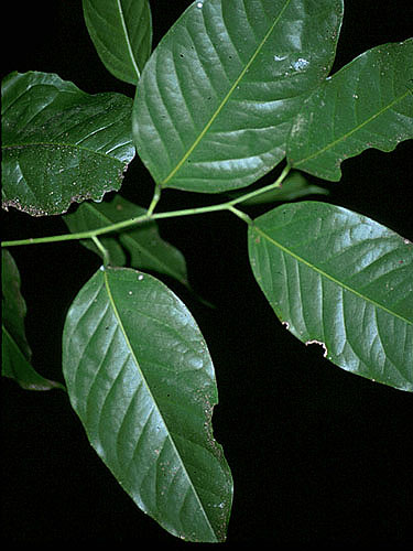 Heisteria concinna | Fotos de Campo | The Field Museum