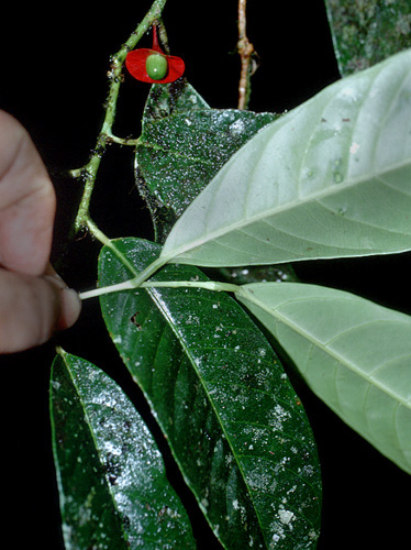 Heisteria latifolia | Fotos de Campo | The Field Museum
