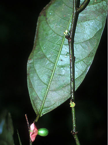 Heisteria | Fotos de Campo | The Field Museum