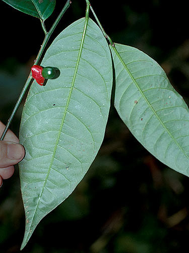 Heisteria | Fotos de Campo | The Field Museum