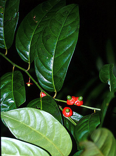 Heisteria | Live Plant Photos | The Field Museum
