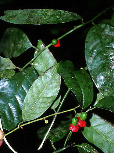 Heisteria | Fotos de Campo | The Field Museum