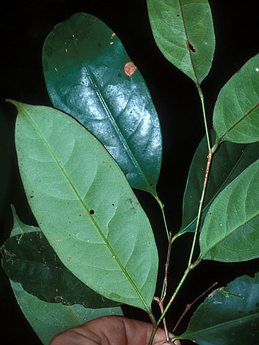 Heisteria | Fotos de Campo | The Field Museum