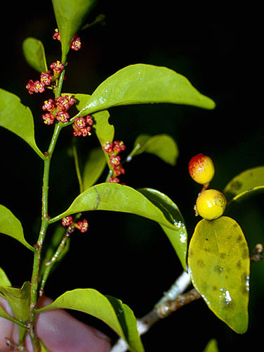 Schoepfia chrysophylloides | Fotos de Campo | The Field Museum