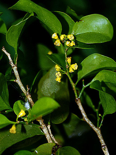 Schoepfia chrysophylloides | Fotos de Campo | The Field Museum