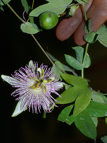 Passiflora gibertii | Fotos de Campo | The Field Museum