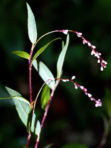 Polygonum | Live Plant Photos | The Field Museum