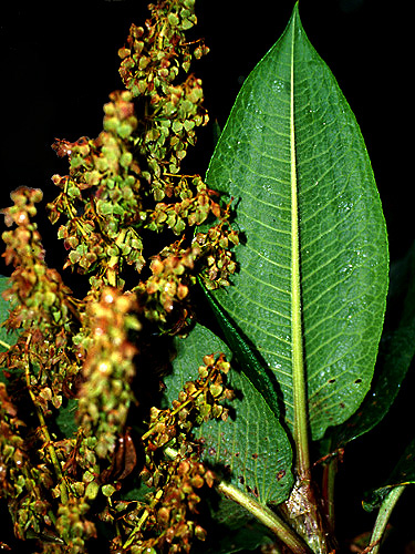 Rumex | Live Plant Photos | The Field Museum