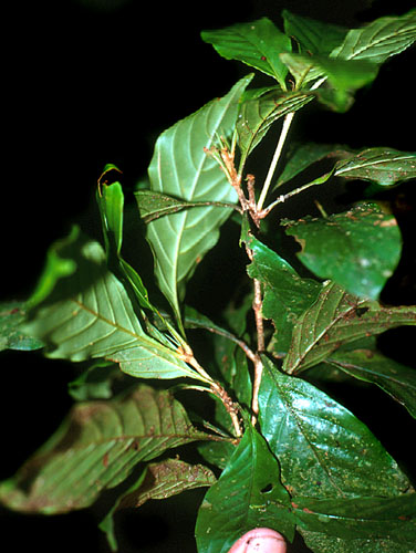 Lacunaria crenata | Live Plant Photos | The Field Museum