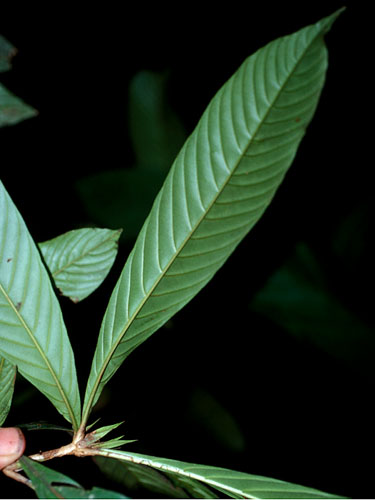 Lacunaria jenmanii | Live Plant Photos | The Field Museum