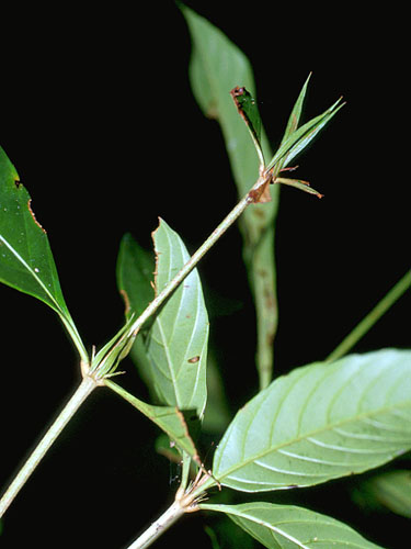 Lacunaria | Fotos de Campo | The Field Museum