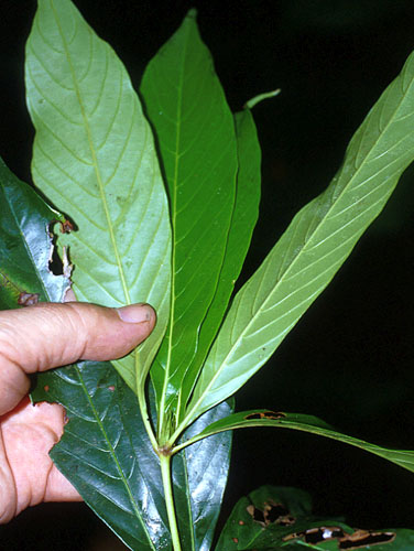 Lacunaria | Fotos de Campo | The Field Museum