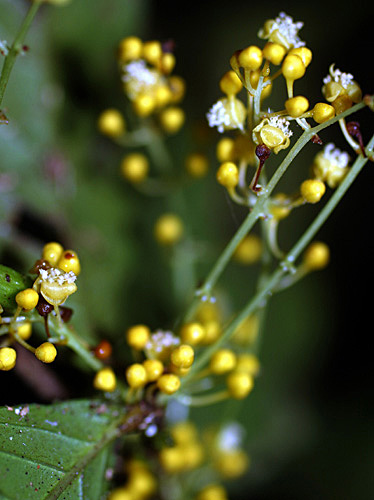 Quiina | Fotos de Campo | The Field Museum