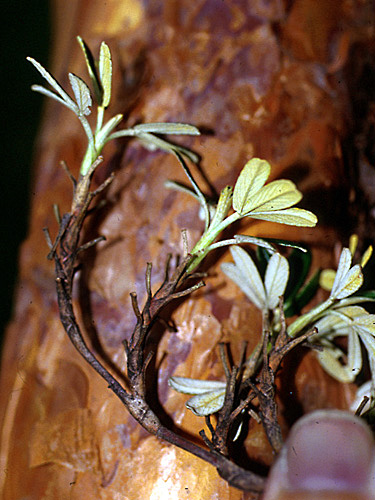 Polylepis incana | Fotos de Campo | The Field Museum
