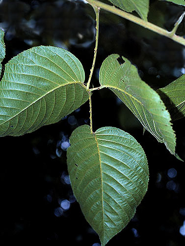 Rubus | Fotos de Campo | The Field Museum
