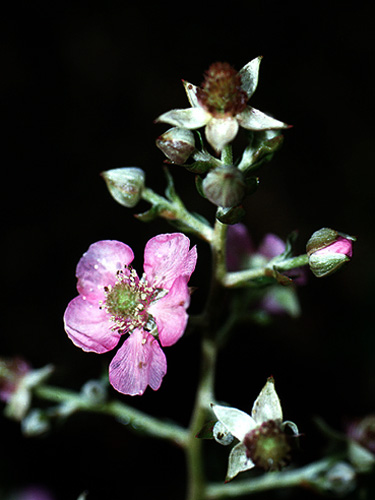 Rubus | Fotos de Campo | The Field Museum