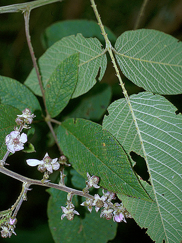 Rubus | Live Plant Photos | The Field Museum