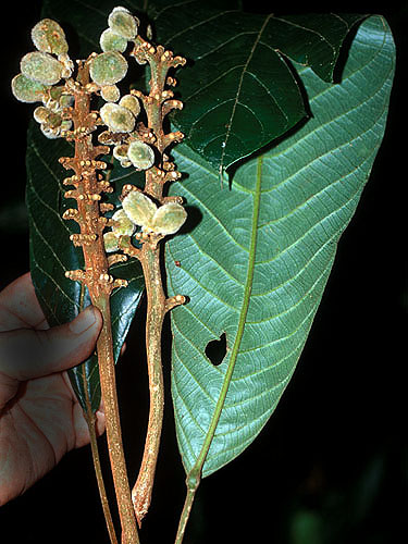 Conchocarpus | Live Plant Photos | The Field Museum