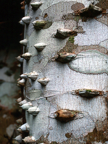Zanthoxylum | Fotos de Campo | The Field Museum