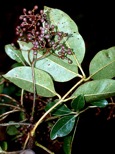 Zanthoxylum | Fotos de Campo | The Field Museum