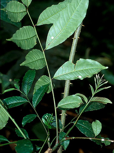 Zanthoxylum | Fotos de Campo | The Field Museum