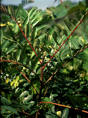 Zanthoxylum | Fotos de Campo | The Field Museum