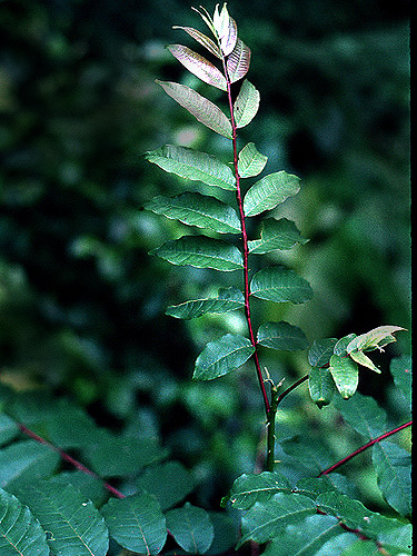 Zanthoxylum | Live Plant Photos | The Field Museum