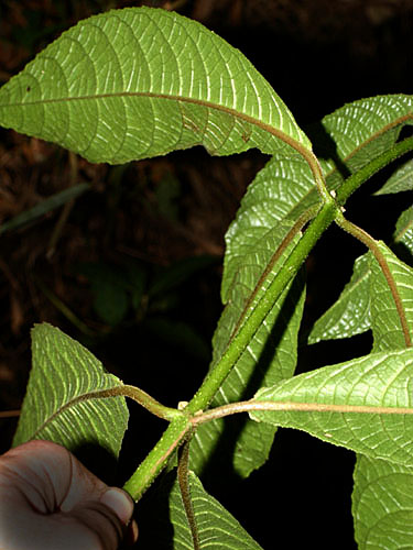 Siparuna | Live Plant Photos | The Field Museum